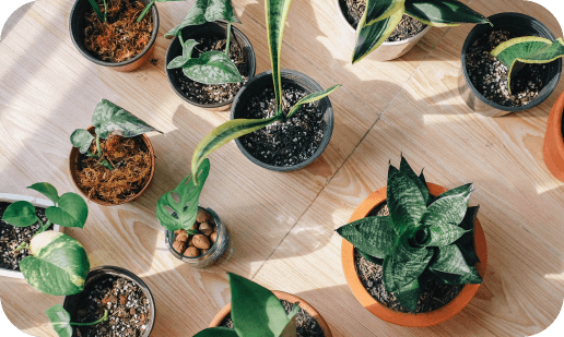 LeafSnap Plant Identifier App Top Mobile App For Plant Identification LeafSnap Plant Identifier App Top Mobile App For Plant Identification